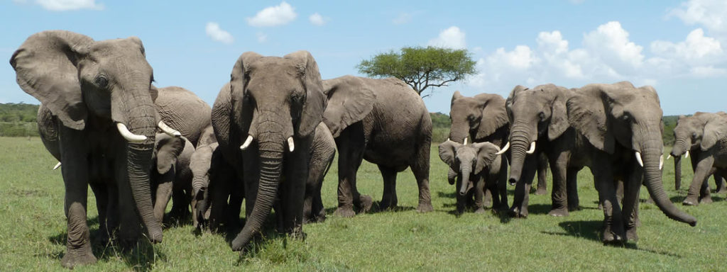 Masai Mara Animals | Animals in Masai Mara National Reserve