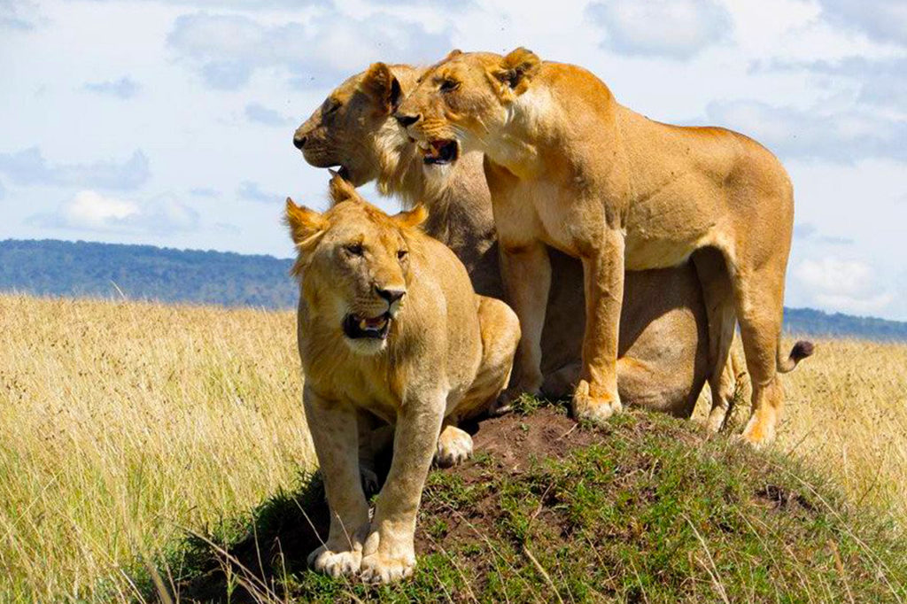 Best places to see wildlife in Uganda | Achieve Global Safaris