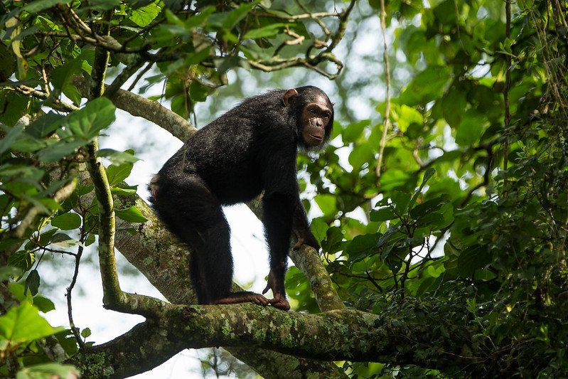 6 Days the Great Ape Safari (Chimps, Gorillas and Nyiragongo hike)