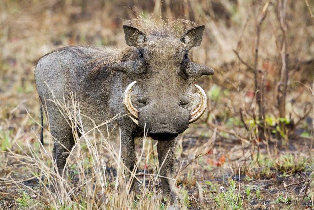 Facts about Warthogs in Africa | Africa wildlife Safaris